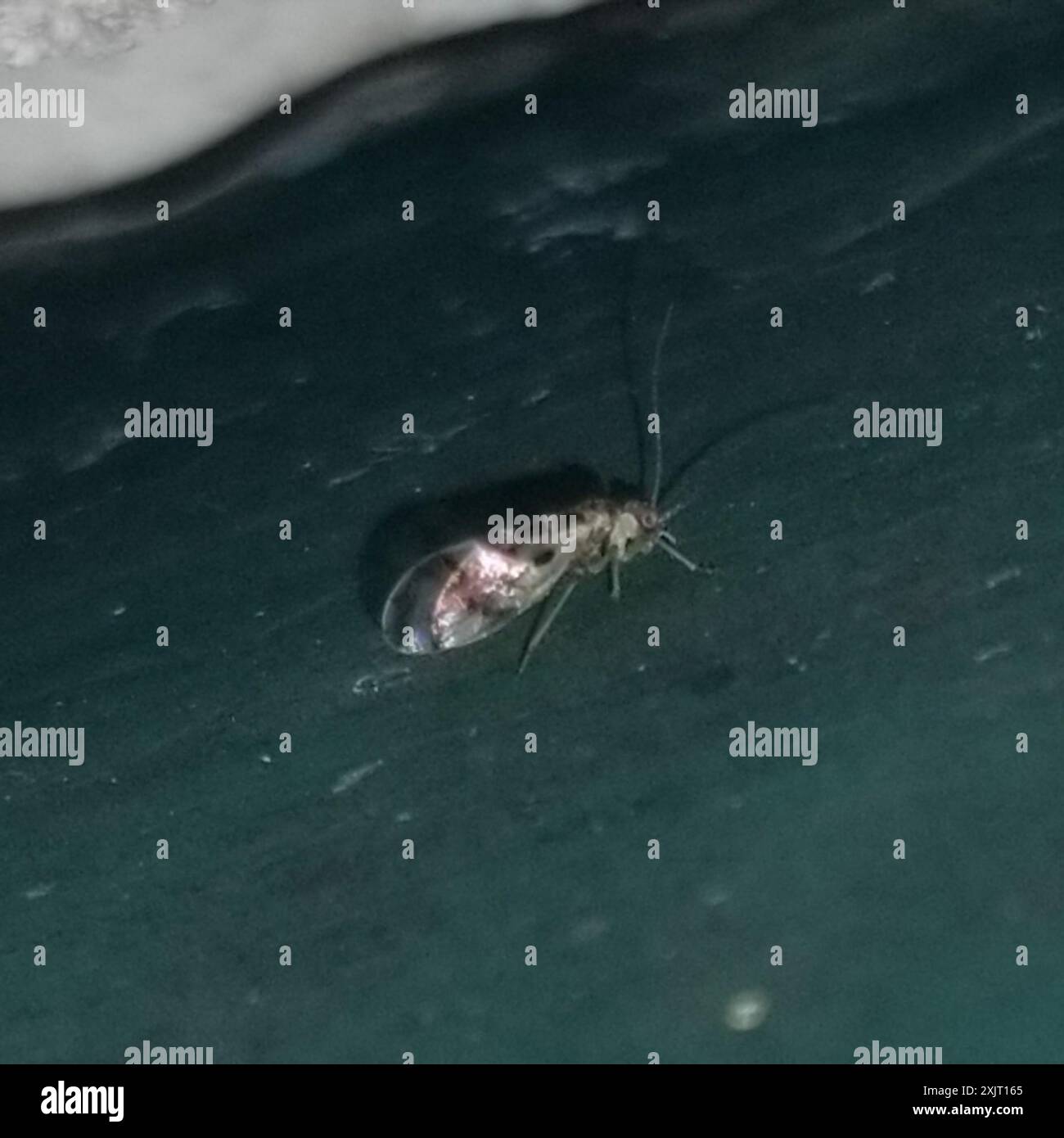 F-winged Barklouse (Graphopsocus cruciatus) Insecta Stock Photo - Alamy