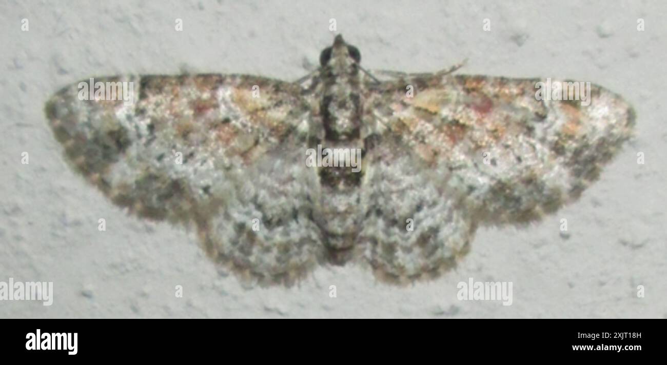 Geometer Moths (Geometridae) Insecta Stock Photo - Alamy