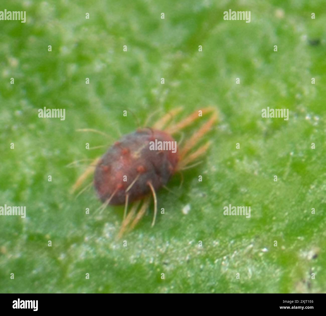 Spider Mites (Tetranychidae) Arachnida Stock Photo - Alamy
