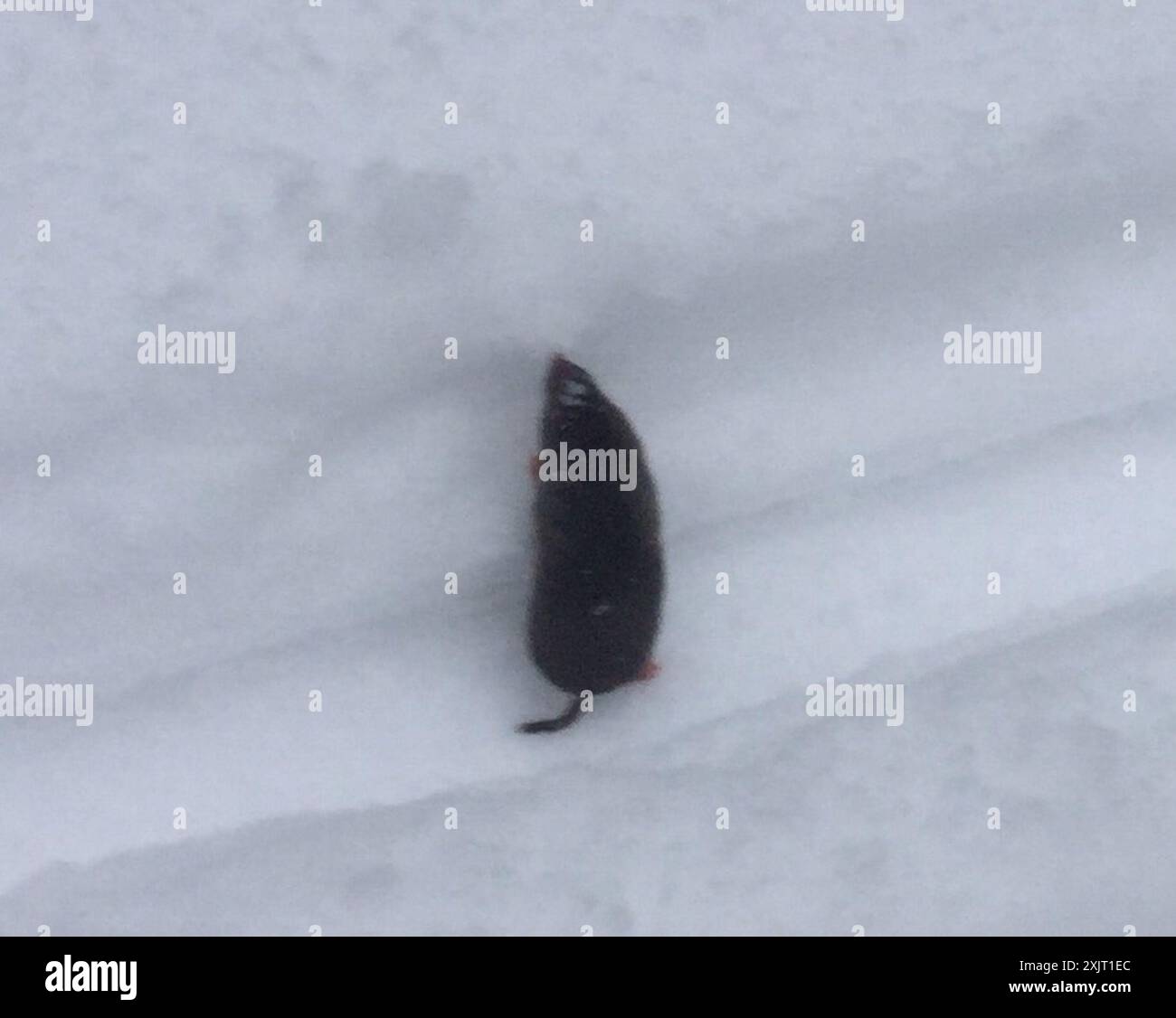 Short tailed shrew hi-res stock photography and images - Alamy