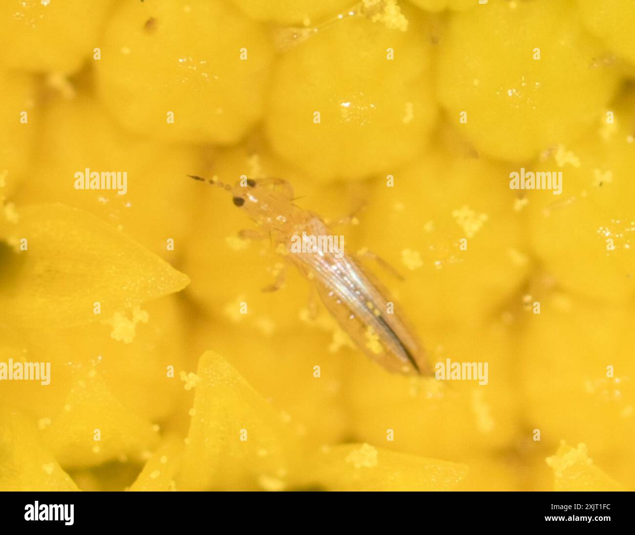 Thrips (Thysanoptera) Insecta Stock Photo - Alamy