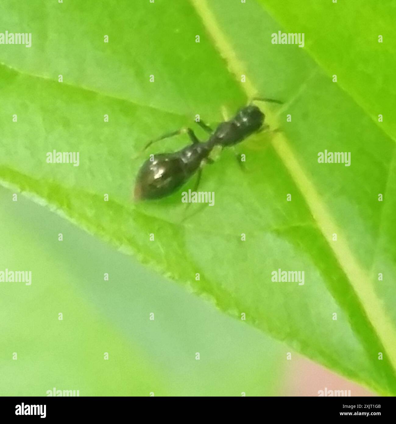 Slender Ant-mimic Jumping Spider (Synemosyna formica) Arachnida Stock ...