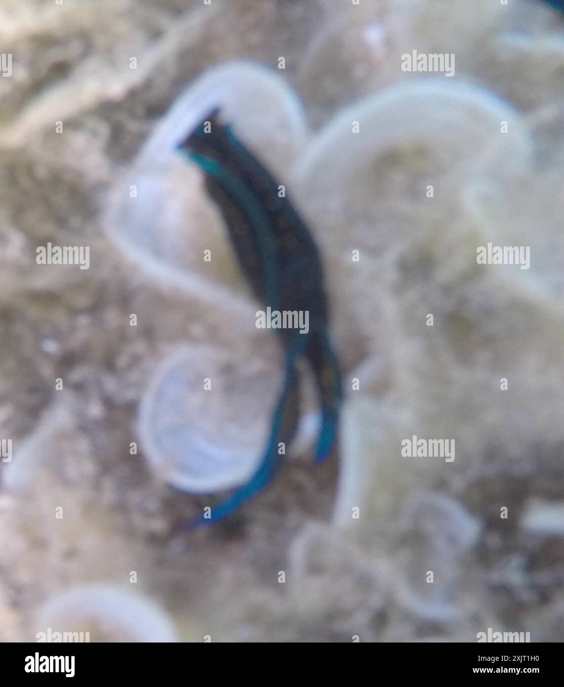 Swallowtail Headshield Slug (Chelidonura hirundinina) Mollusca Stock ...