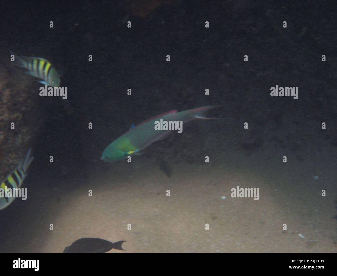 Indo-Pacific Bluehead Wrasse (Thalassoma amblycephalus) Actinopterygii ...