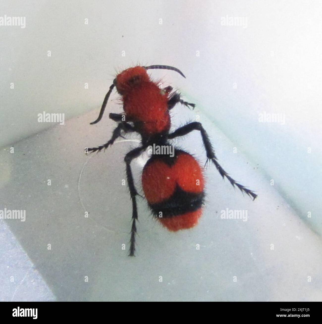 Common Eastern Velvet Ant (Dasymutilla occidentalis) Insecta Stock ...