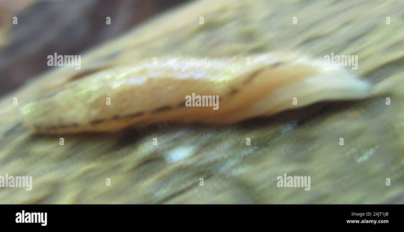 Foster Mantleslug (Pallifera fosteri) Mollusca Stock Photo - Alamy