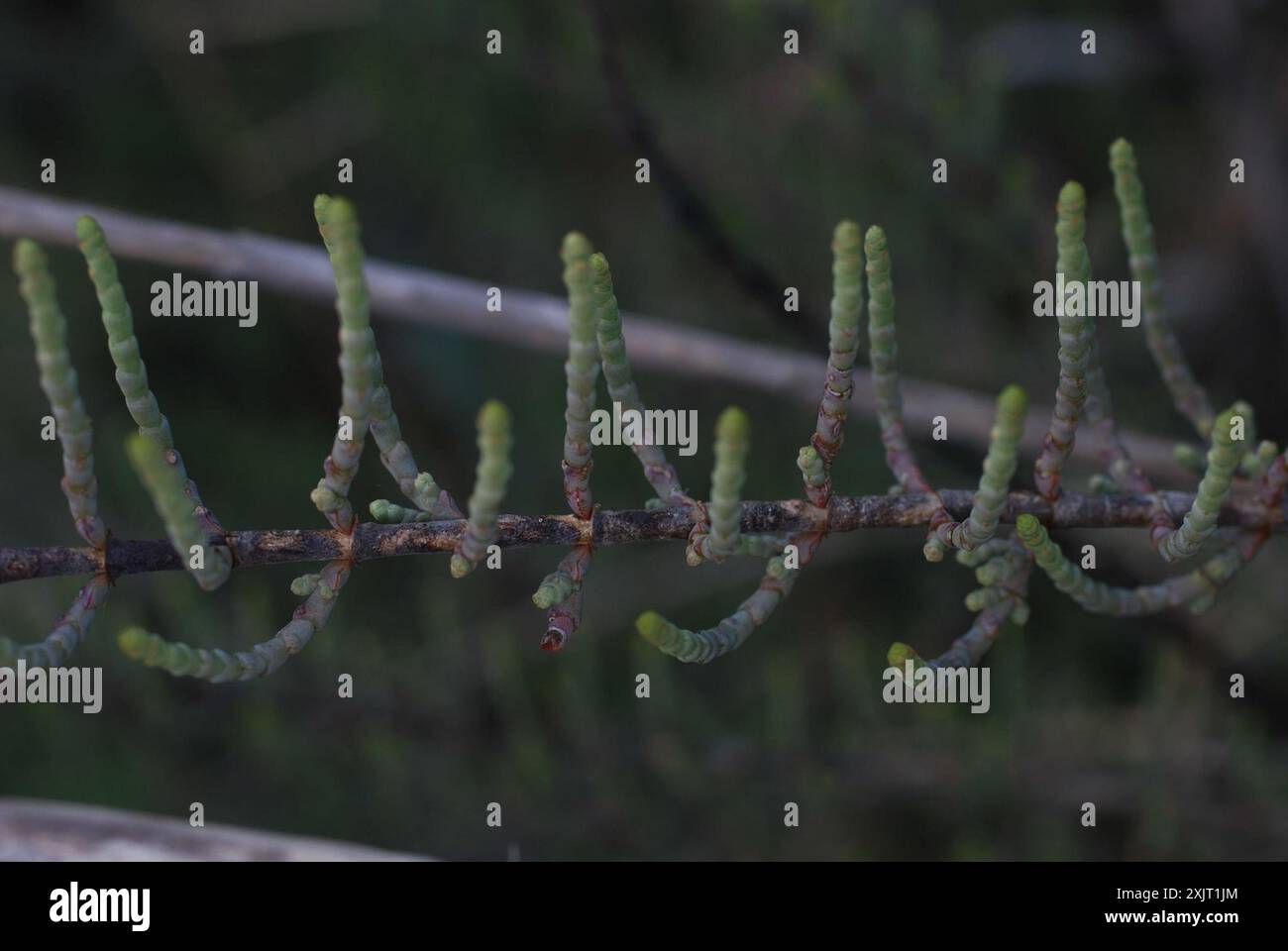 Perennial Glasswort (Salicornia perennis) Plantae Stock Photo - Alamy