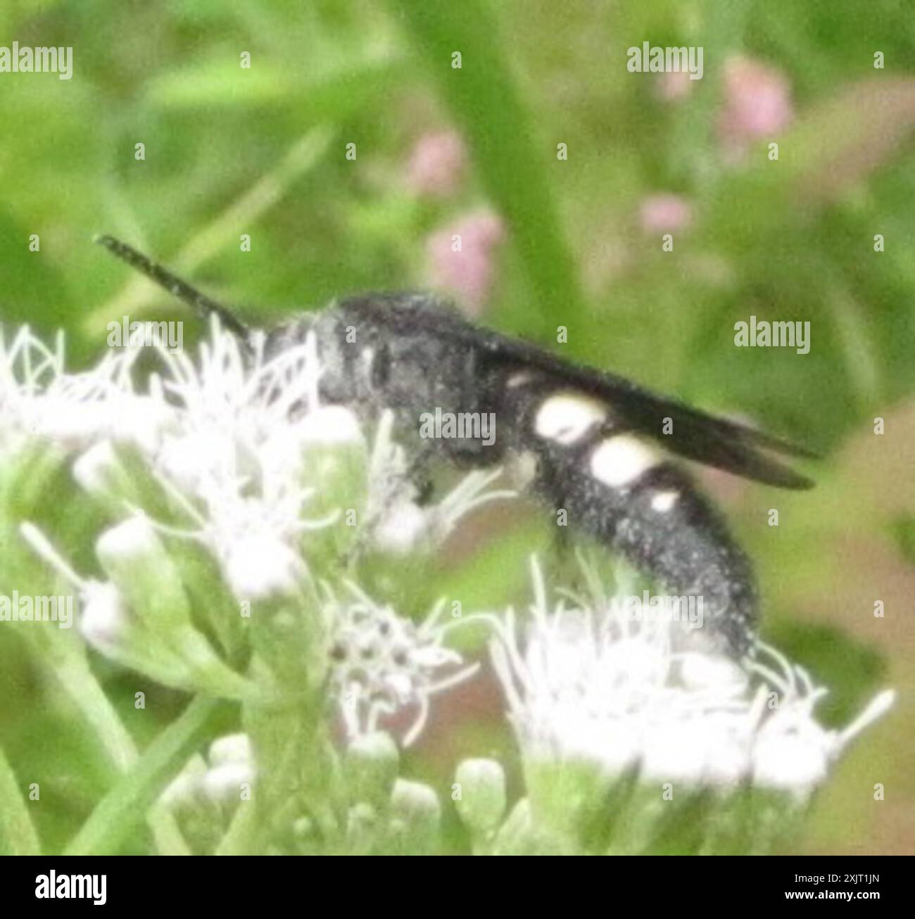 Double-banded Scoliid Wasp (Scolia bicincta) Insecta Stock Photo - Alamy