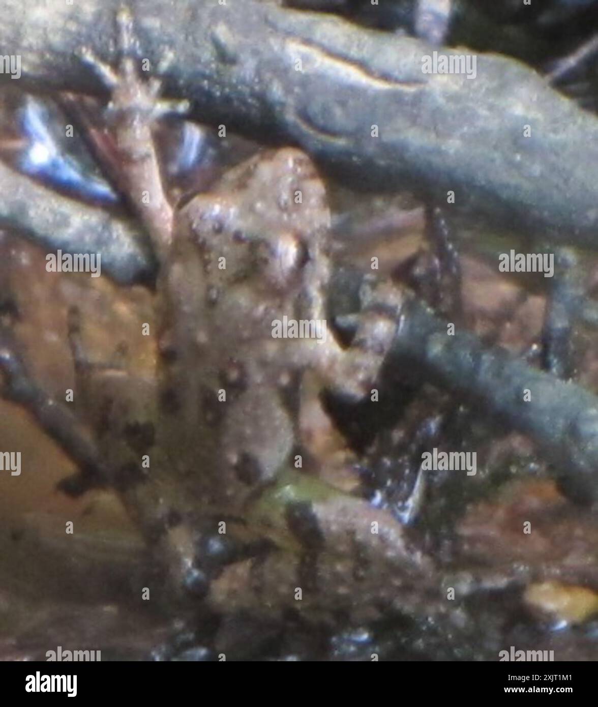 Northern Cricket Frog (Acris crepitans) Amphibia Stock Photo - Alamy