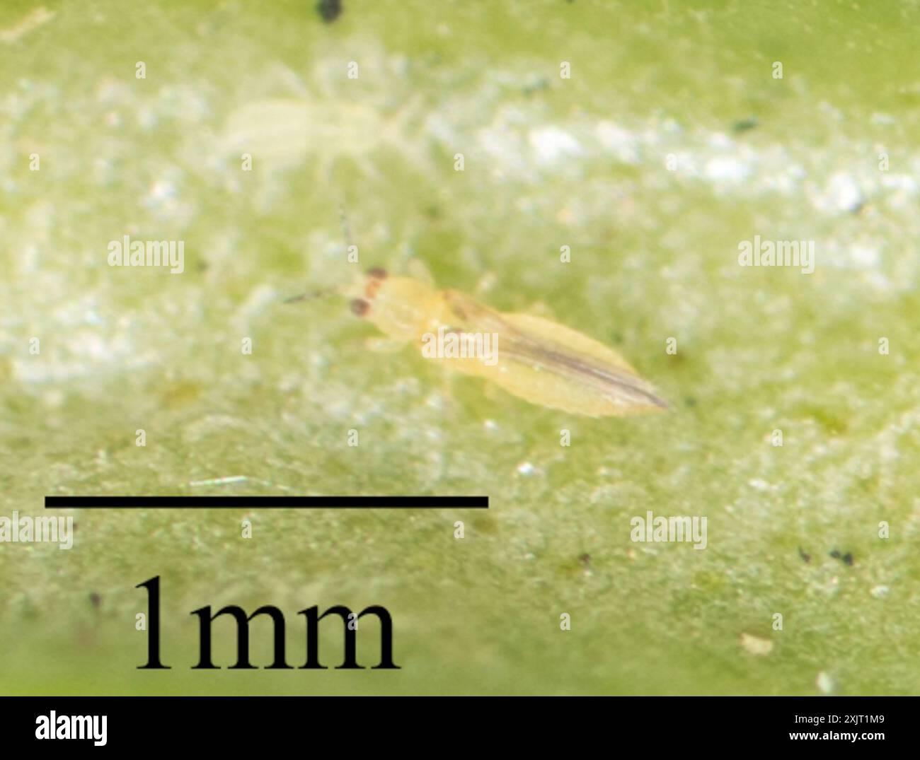 Thrips (Thysanoptera) Insecta Stock Photo - Alamy
