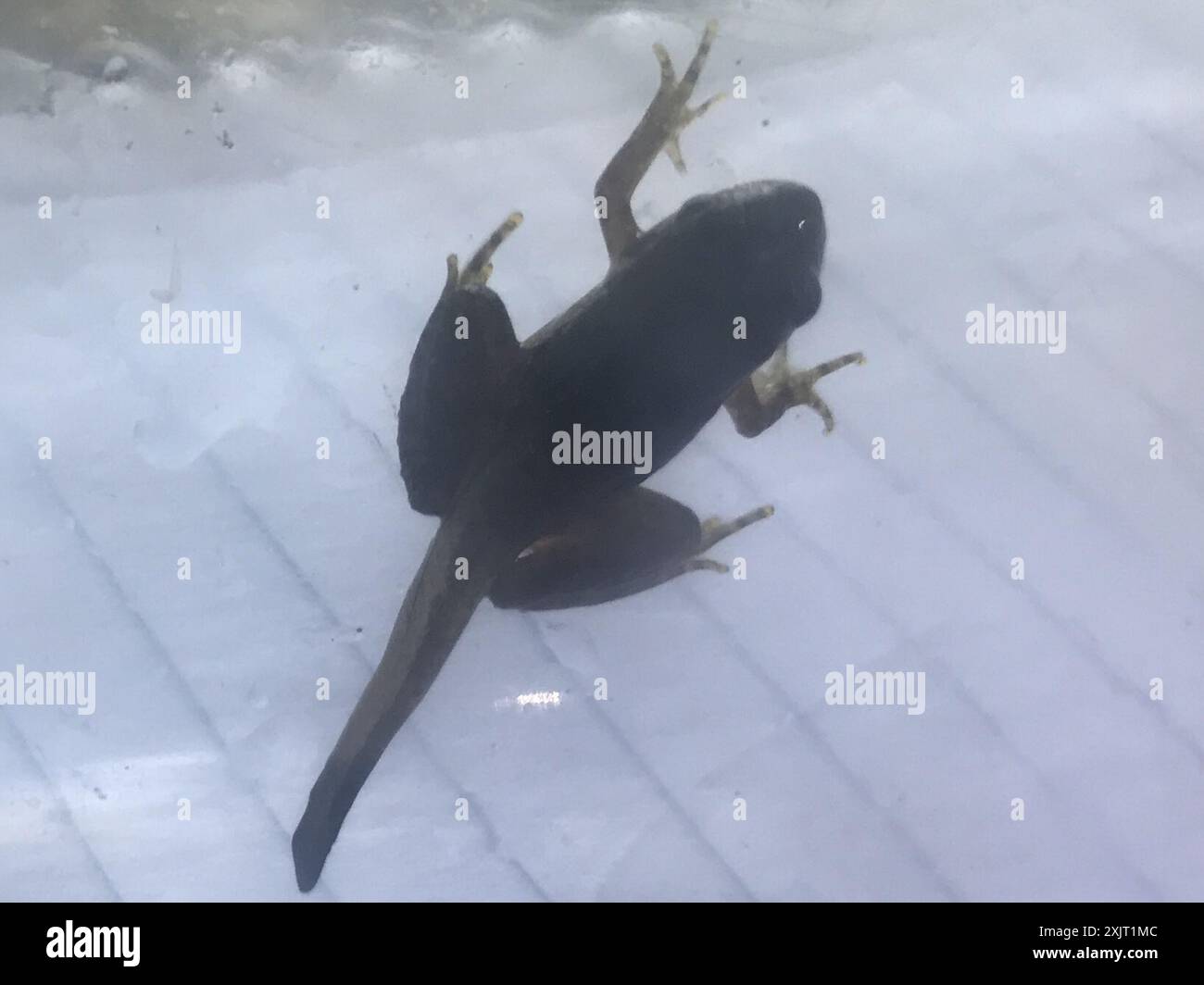 Northern Cricket Frog (Acris crepitans) Amphibia Stock Photo - Alamy