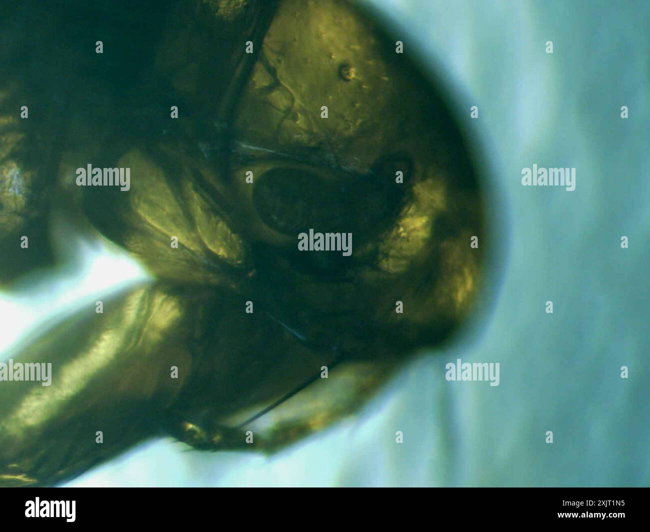 Rodent and Bird Fleas (Ceratophyllidae) Insecta Stock Photo - Alamy