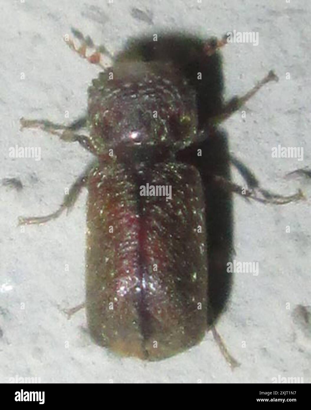 Auger Beetles (Bostrichidae) Insecta Stock Photo - Alamy