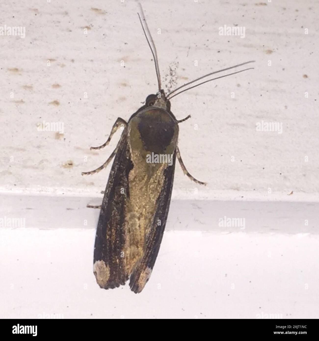 Magusa divaricata hi-res stock photography and images - Alamy