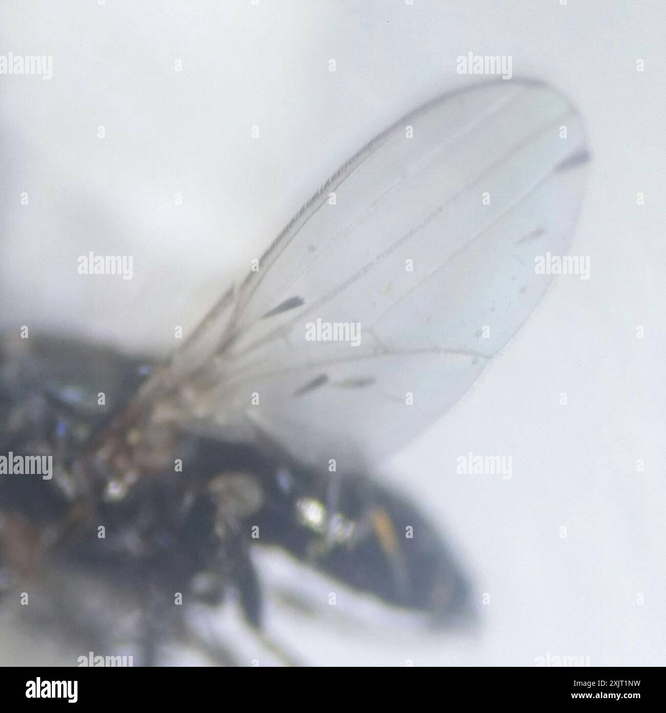 Brachyceran Flies (Brachycera) Insecta Stock Photo - Alamy