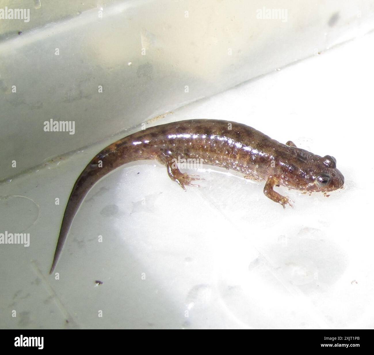 Seal Salamander (Desmognathus monticola) Amphibia Stock Photo - Alamy