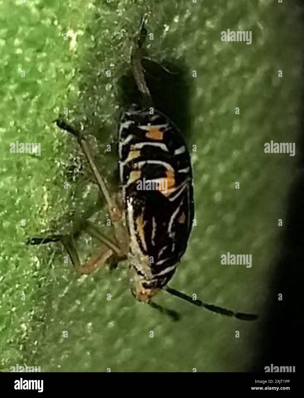 Stink Bugs, Shield Bugs, and Allies (Pentatomoidea) Insecta Stock Photo ...