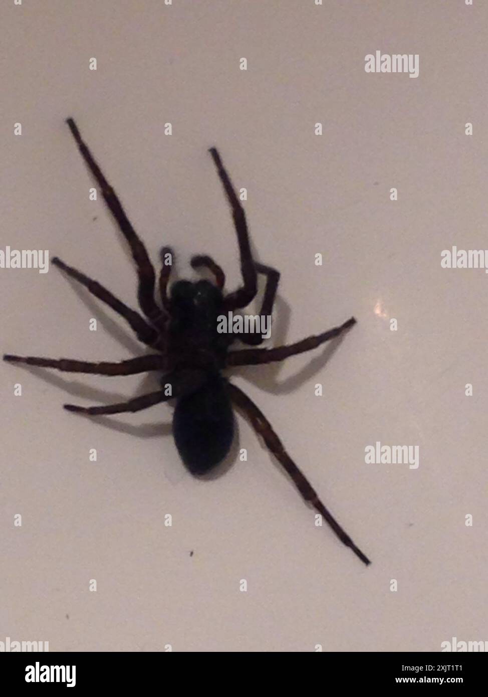 Typical Spiders (Araneomorphae) Arachnida Stock Photo - Alamy