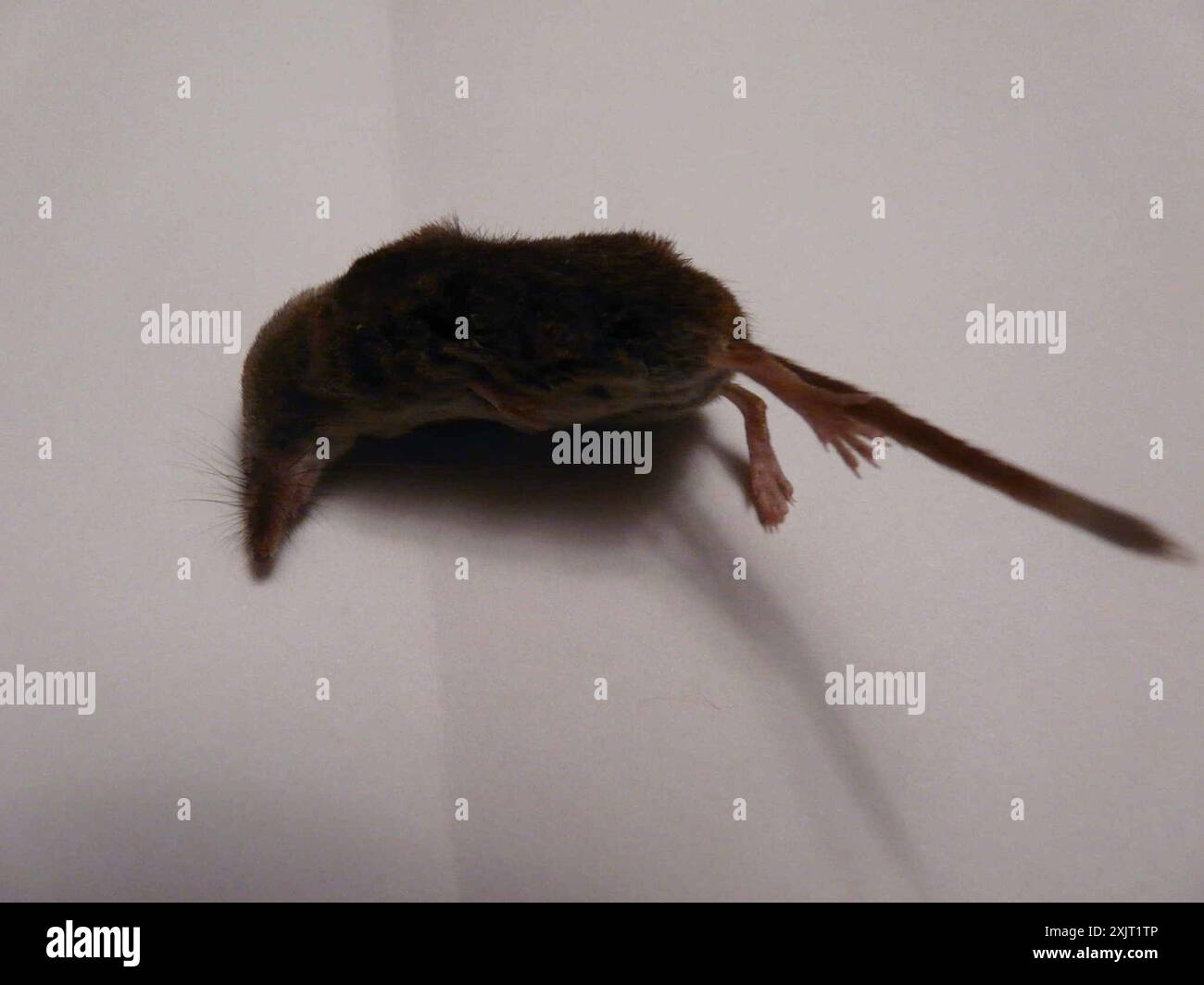 Eurasian Pygmy Shrew (Sorex minutus) Mammalia Stock Photo - Alamy