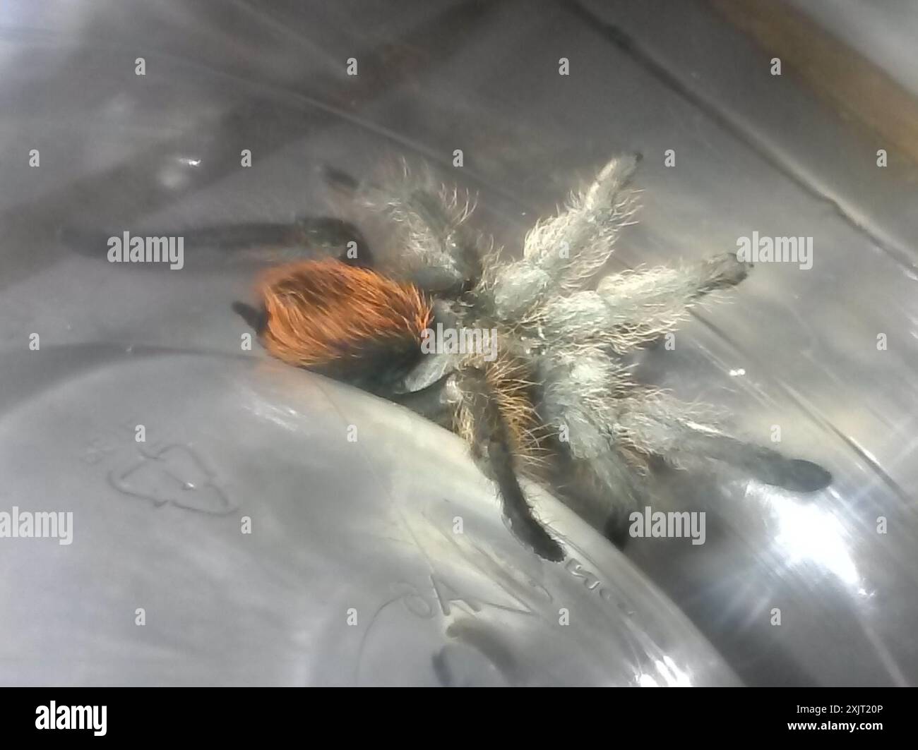 Theraphosine Tarantulas (Theraphosinae) Arachnida Stock Photo - Alamy