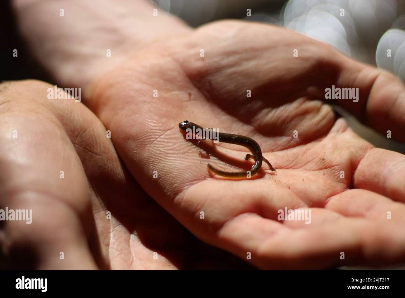 Oklahoma Salamander (Eurycea tynerensis) Amphibia Stock Photo - Alamy