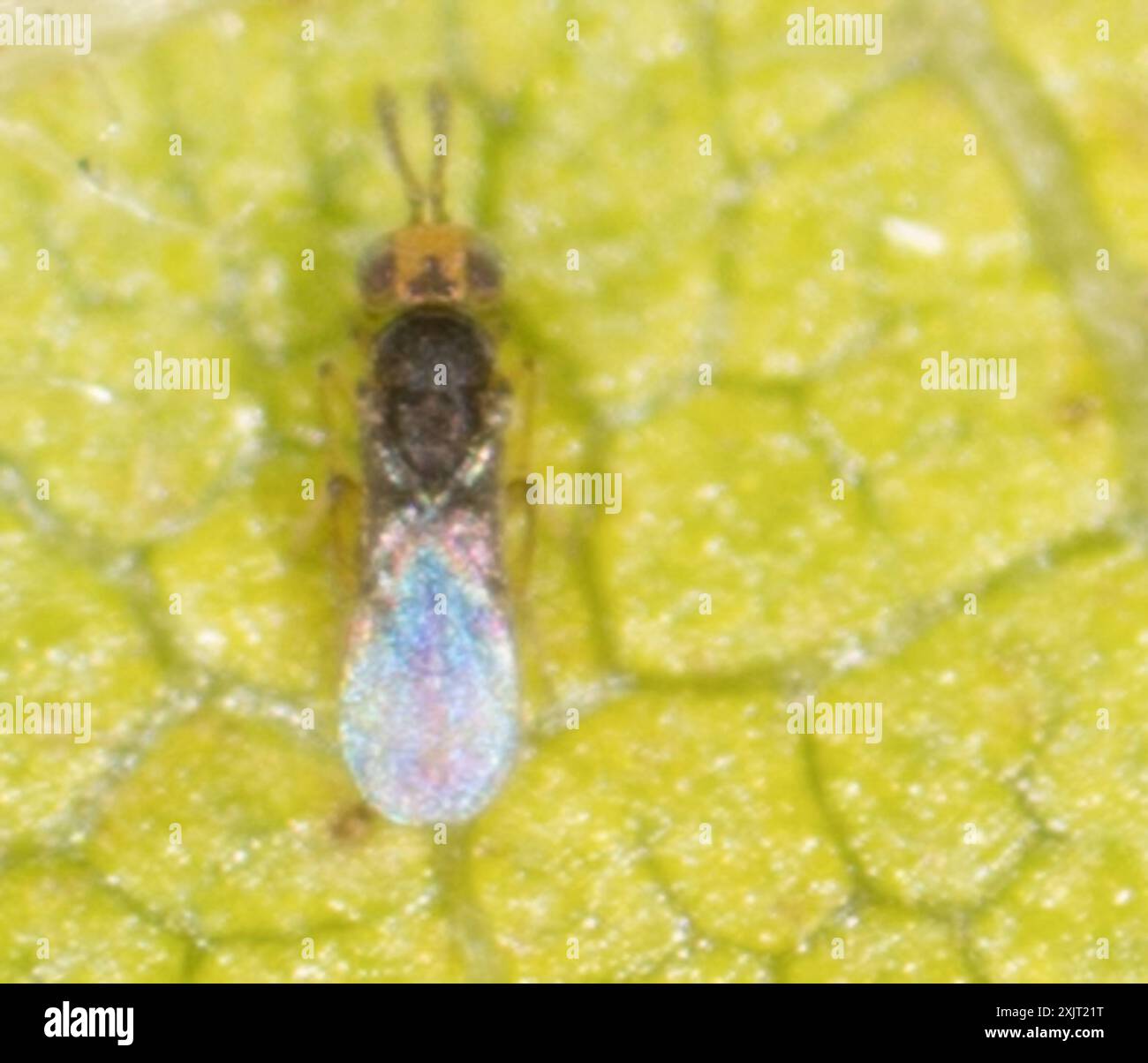 Encyrtidae hi-res stock photography and images - Alamy