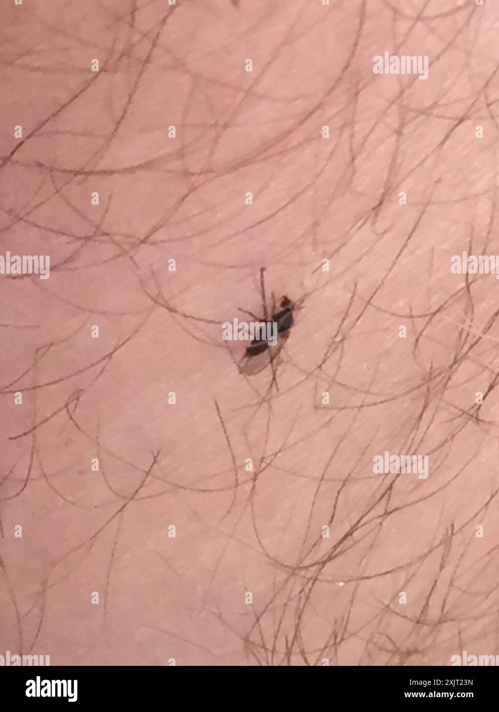 Sandflies (Austrosimulium) Insecta Stock Photo - Alamy