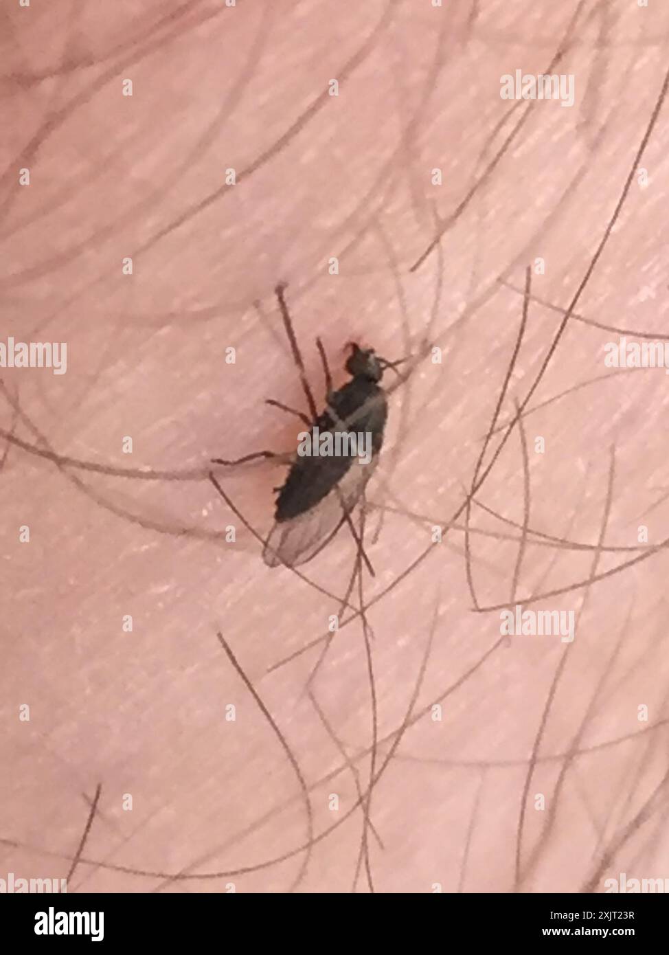 Sandflies (Austrosimulium) Insecta Stock Photo - Alamy