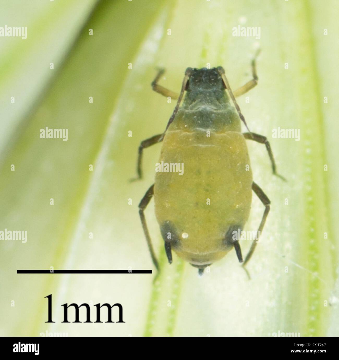 Corn Leaf Aphid (Rhopalosiphum maidis) Insecta Stock Photo - Alamy