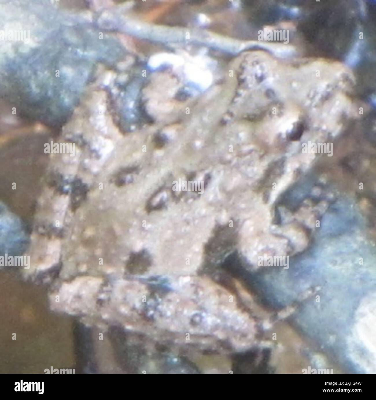 Northern Cricket Frog (Acris crepitans) Amphibia Stock Photo - Alamy