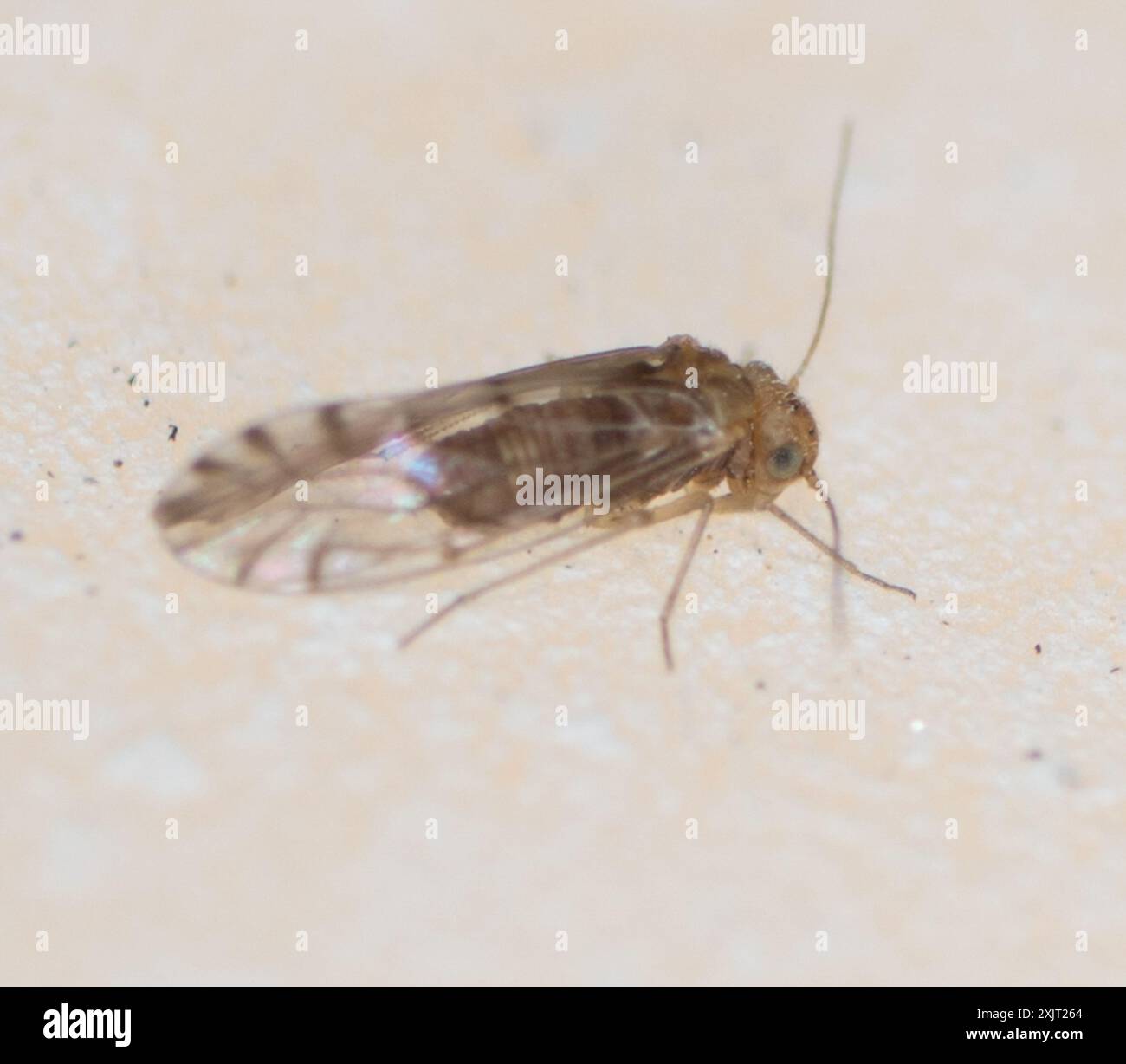 Barklice, Booklice, and Parasitic Lice (Psocodea) Insecta Stock Photo ...