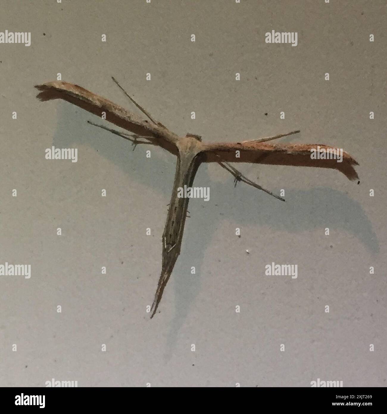 Morning-glory Plume Moth (Emmelina monodactyla) Insecta Stock Photo - Alamy