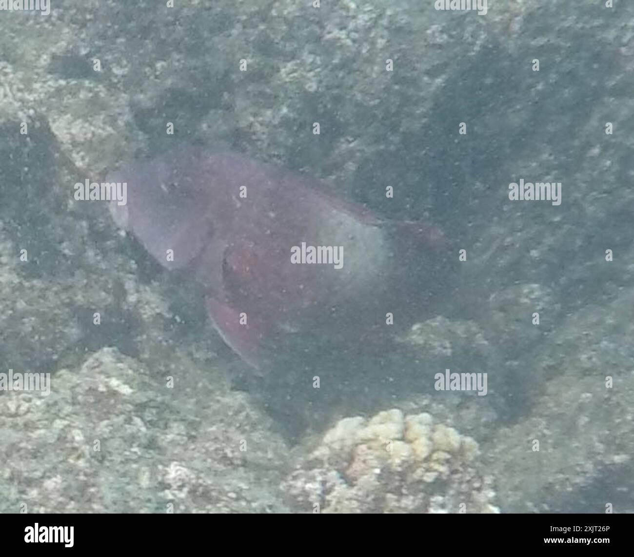 Manybar Goatfish (Parupeneus multifasciatus) Actinopterygii Stock Photo ...