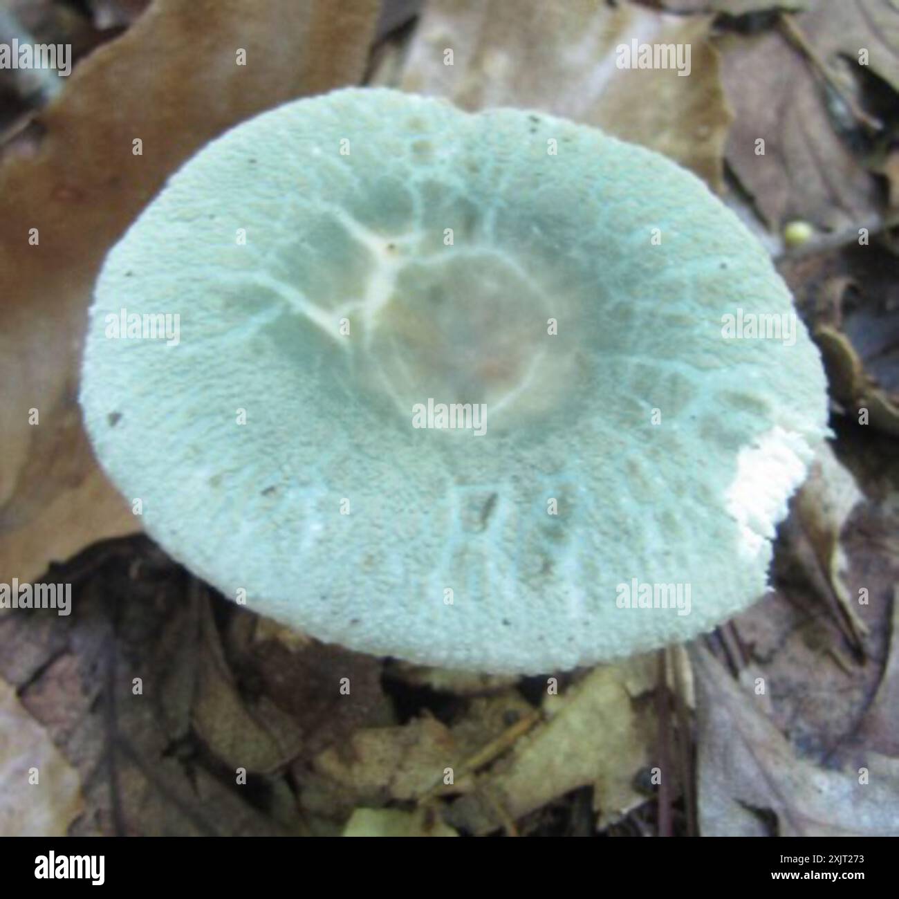 Blue-green Cracking Russula (Russula parvovirescens) Fungi Stock Photo ...