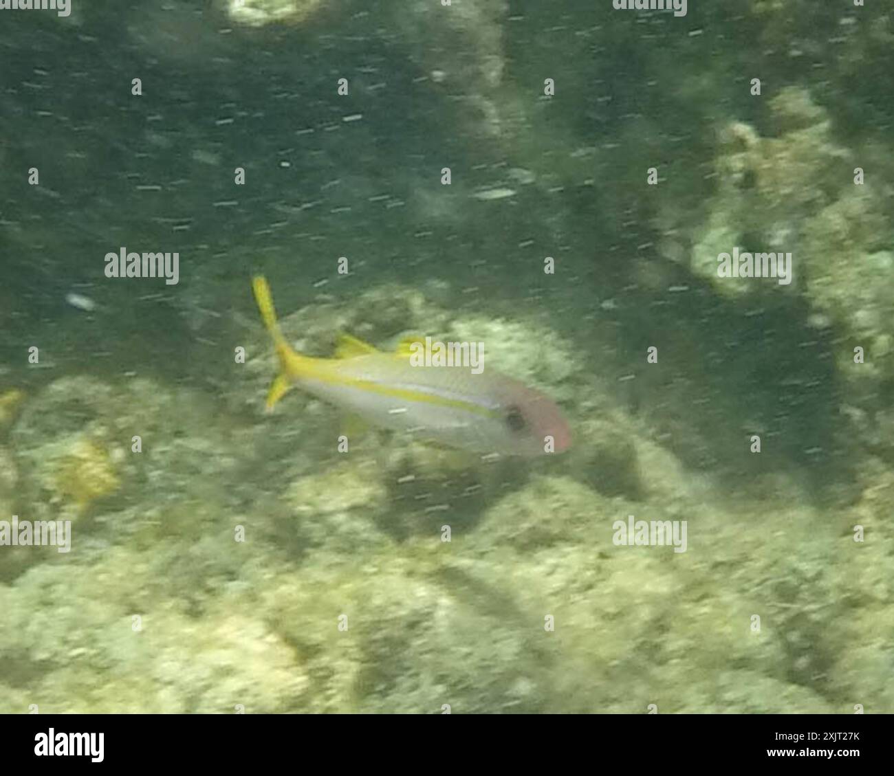 Yellowfin Goatfish (Mulloidichthys vanicolensis) Actinopterygii Stock ...