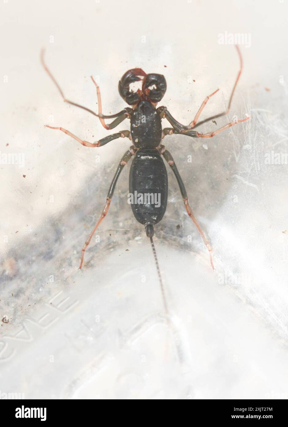 Thelyphonidae hi-res stock photography and images - Alamy