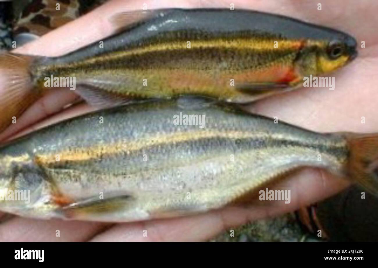 Redside shiner hi-res stock photography and images - Alamy