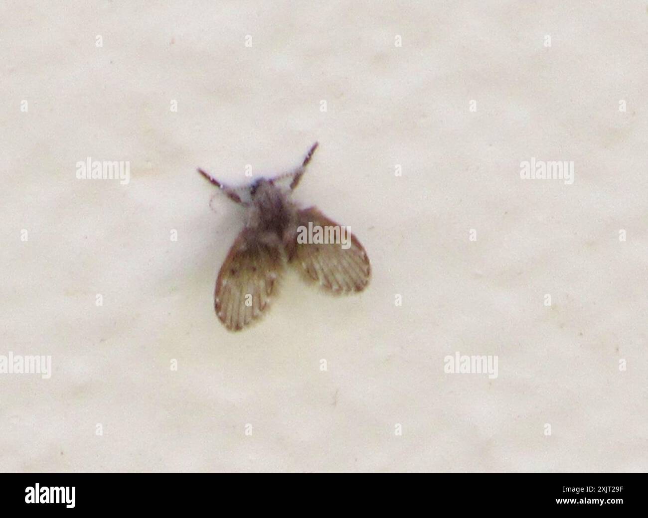 Bathroom Moth Fly (Clogmia albipunctata) Insecta Stock Photo - Alamy