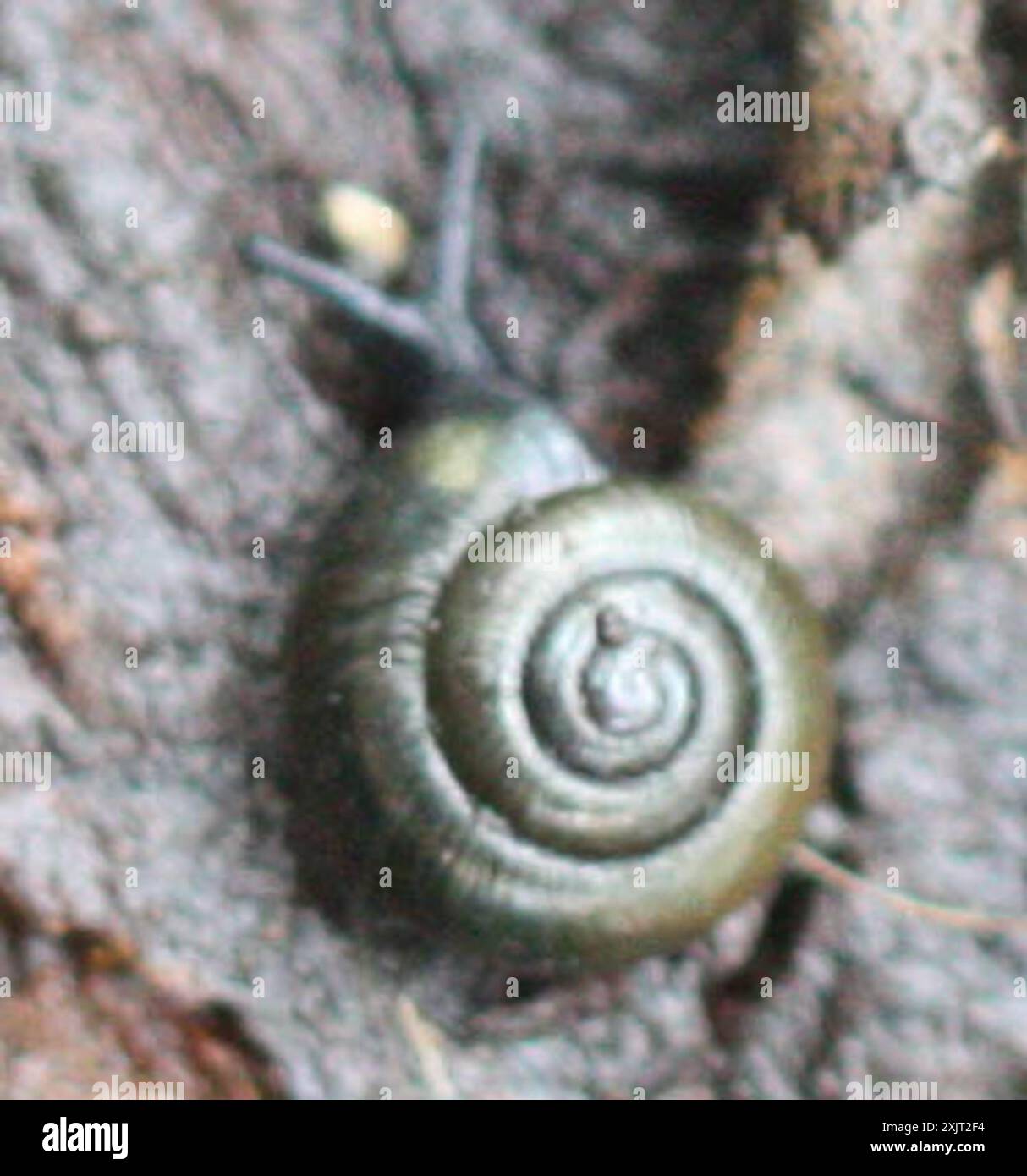 Common Land Snails and Slugs (Stylommatophora) Mollusca Stock Photo - Alamy