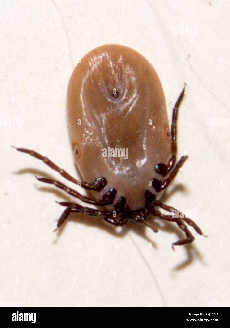Eastern Black-legged Tick (Ixodes scapularis) Arachnida Stock Photo - Alamy
