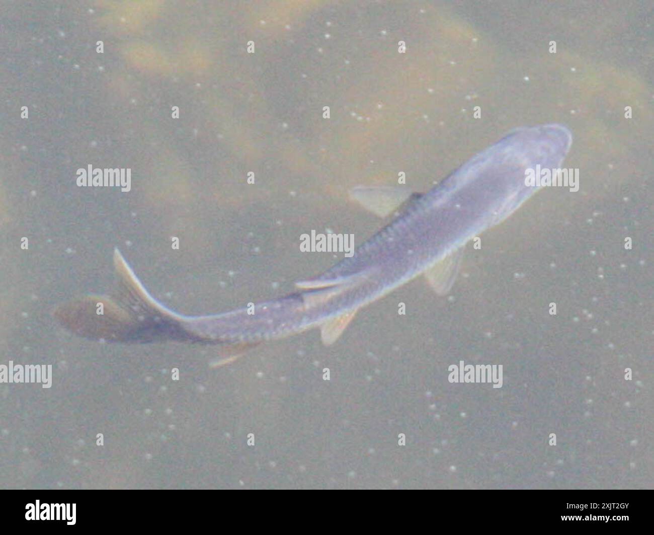Carps and minnows hi-res stock photography and images - Alamy
