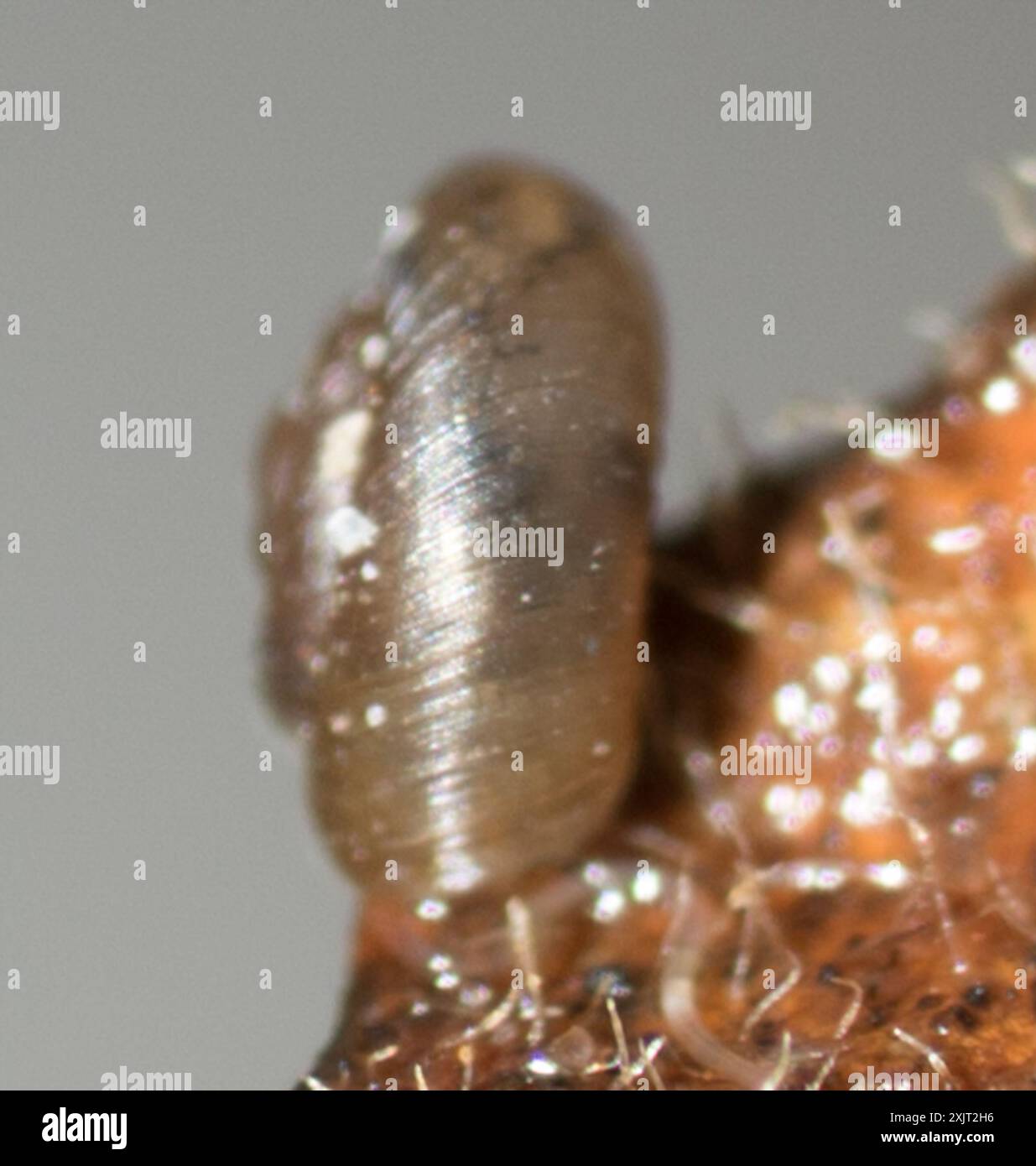 Pinhead Spot Snail (Paralaoma servilis) Mollusca Stock Photo - Alamy