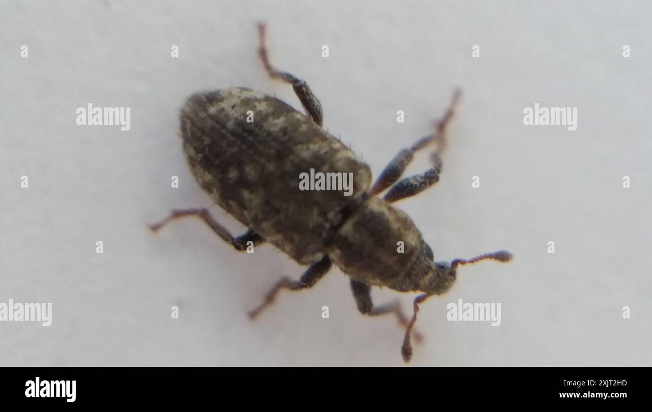 Listronotus hi-res stock photography and images - Alamy