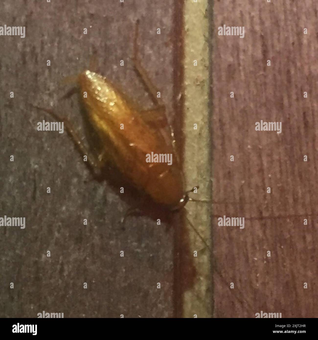 Tawny Cockroach (Ectobius pallidus) Insecta Stock Photo - Alamy
