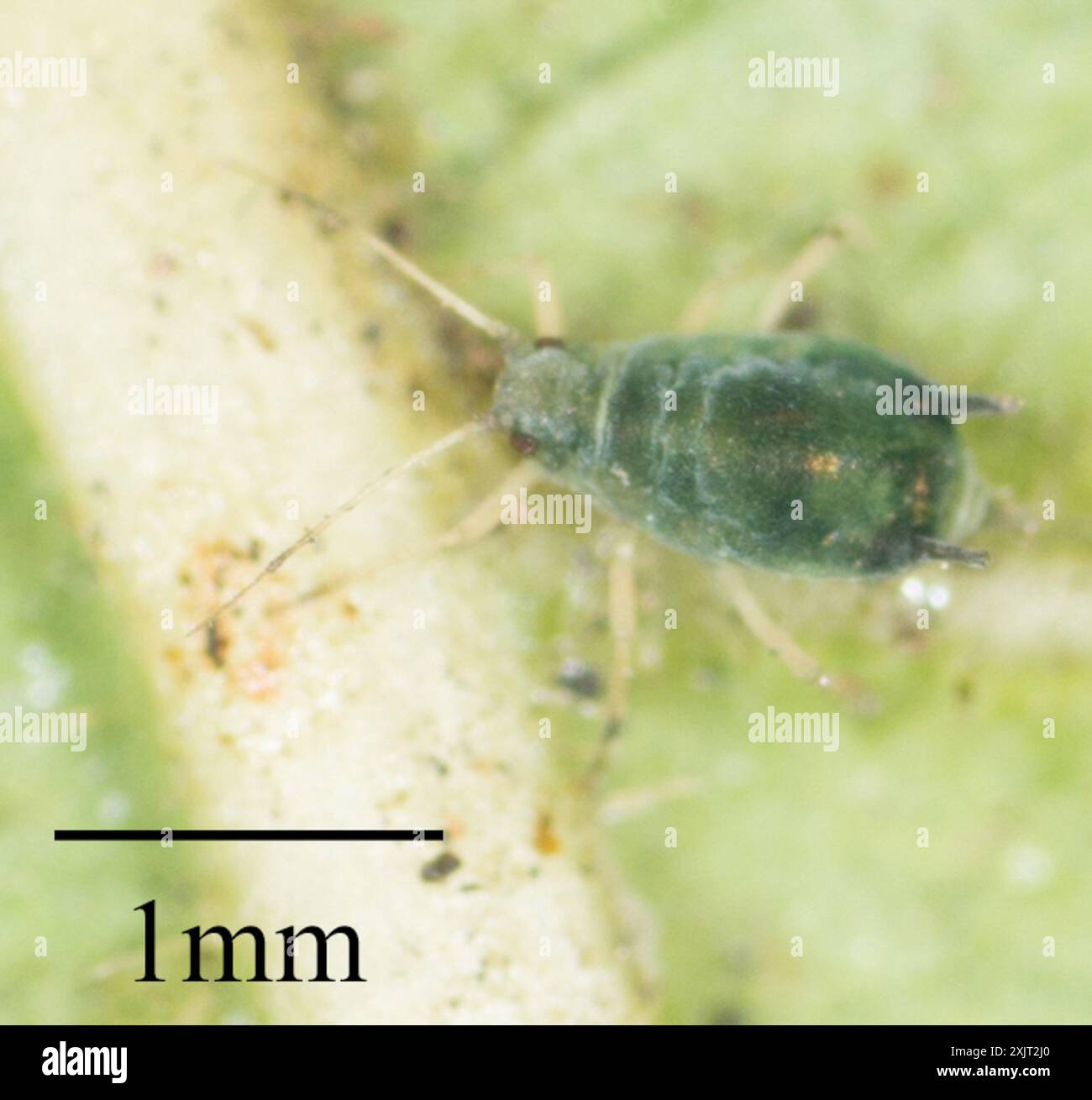 Melon Aphid (Aphis gossypii) Insecta Stock Photo - Alamy