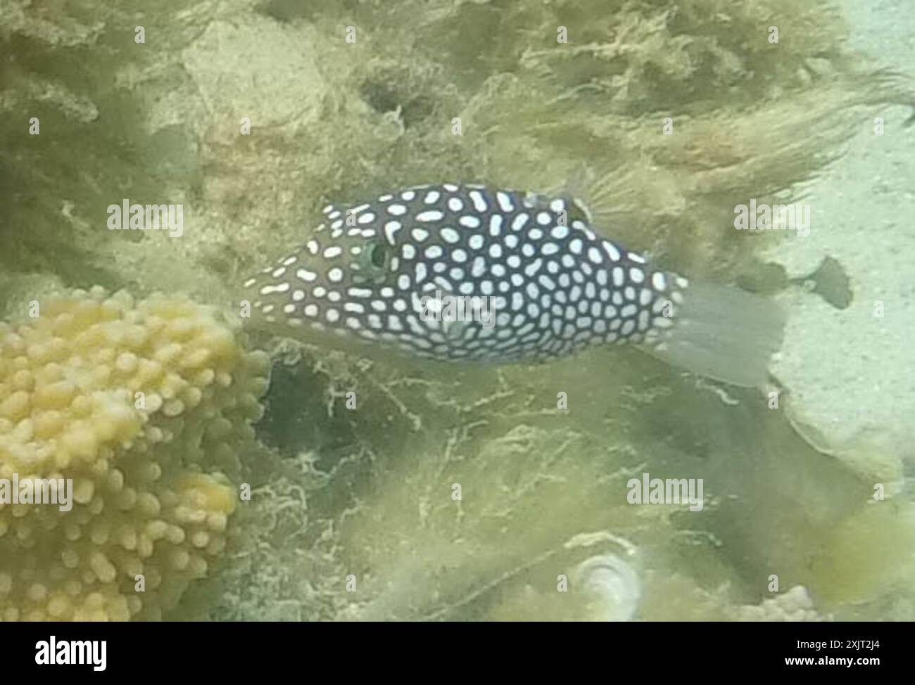 Hawaiian Spotted Toby (Canthigaster jactator) Actinopterygii Stock ...