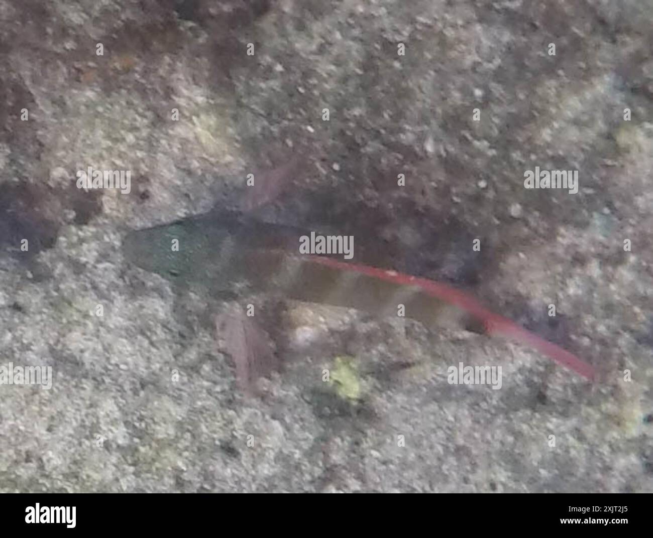 Redbarred hi-res stock photography and images - Alamy