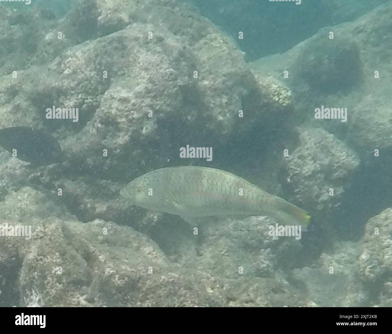 Christmas Wrasse (Thalassoma trilobatum) Actinopterygii Stock Photo - Alamy