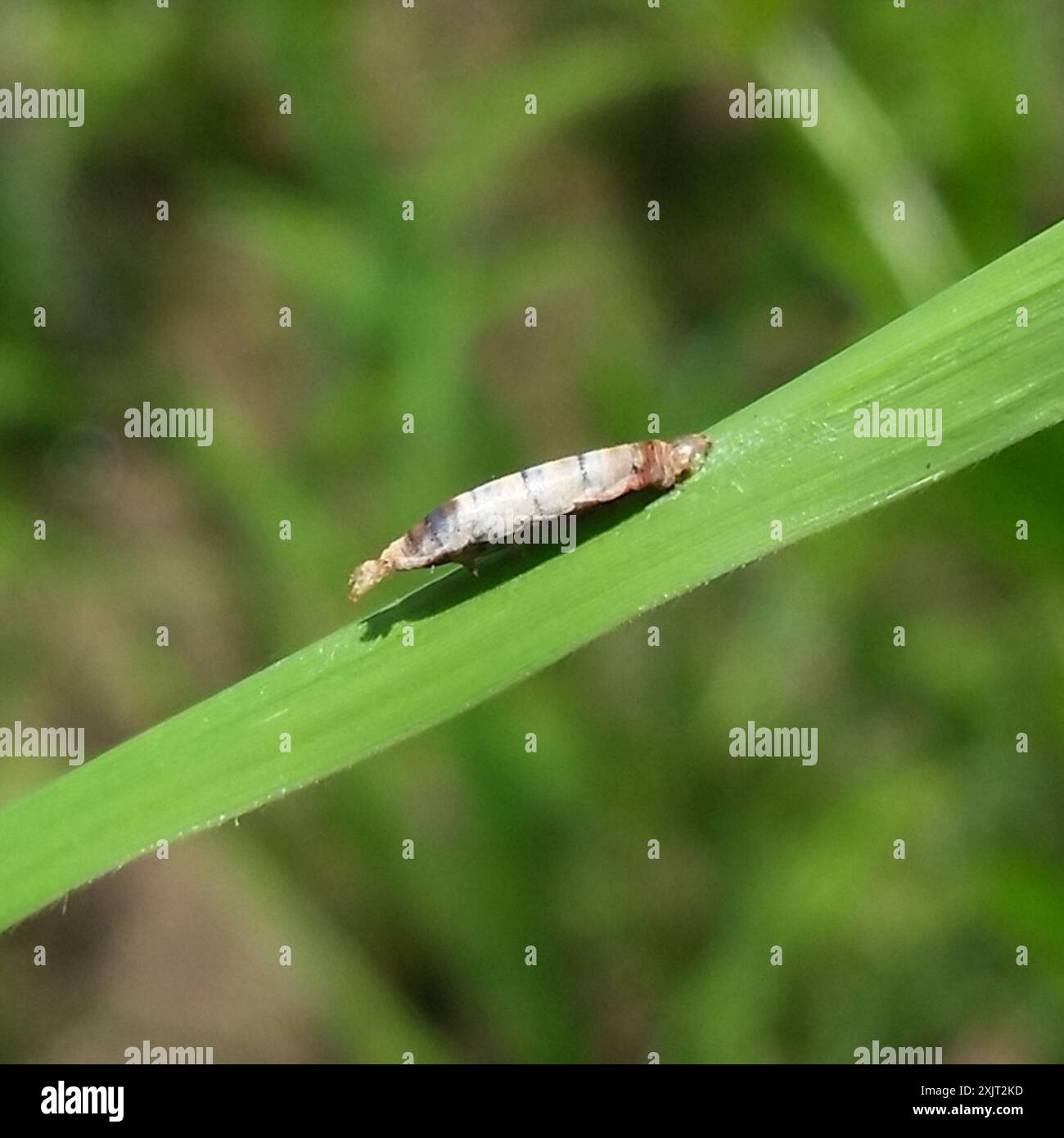 Common Mummy Wasps (Aleiodes) Insecta Stock Photo - Alamy
