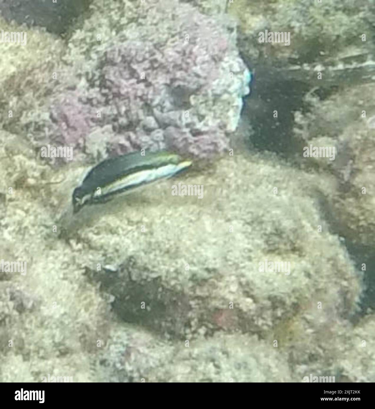 Bird Wrasse (Gomphosus varius) Actinopterygii Stock Photo - Alamy